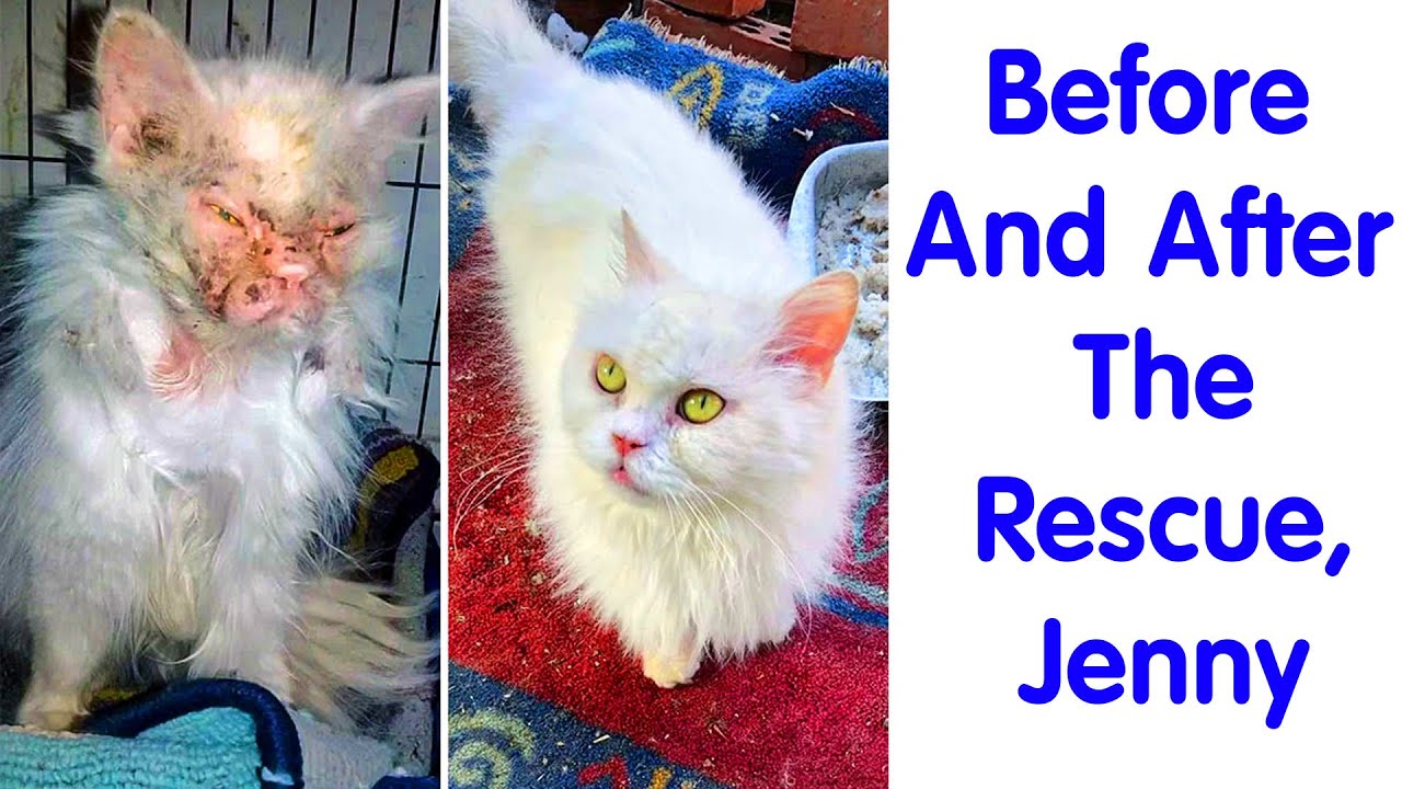 People Share How Their Beloved Cats Have Changed Since Being Adopted ...