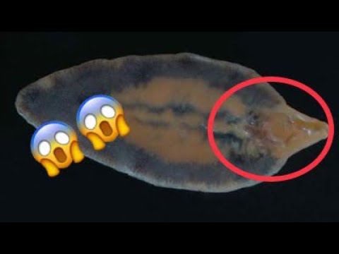 Aneh bin Ajaib!!! 10 Hewan Yang Bisa Bereproduksi Tanpa Berhubungan Sex #BAHASDUNIA