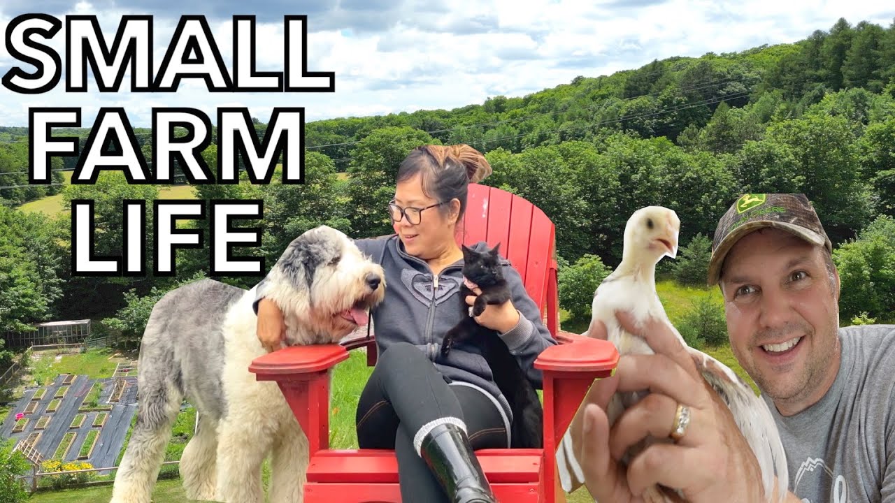 3 Years Building Our Homestead - YouTube