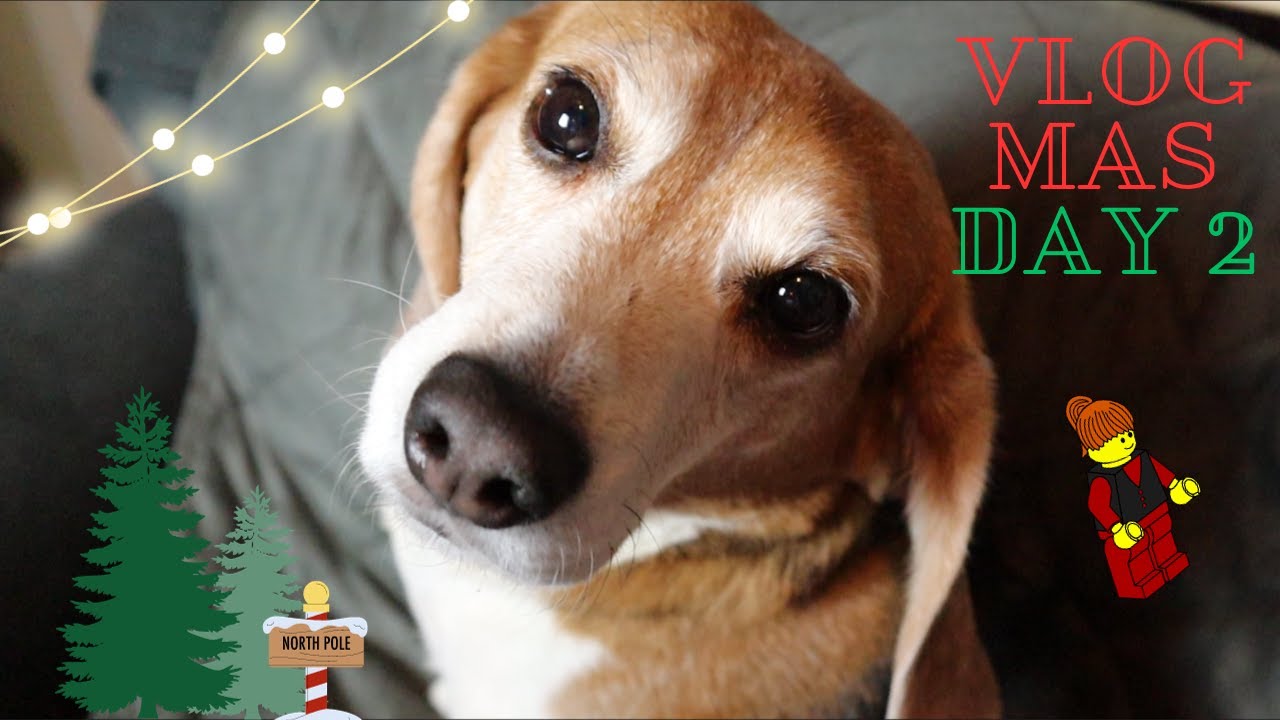 Vlogmas Day 2 - The Bear News, Bernie v Friday Beagle Battle & Lego ...