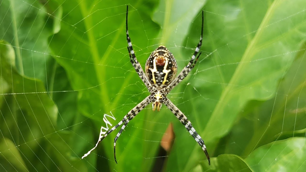 'Signature Spider', bersarang di depan rumah - YouTube