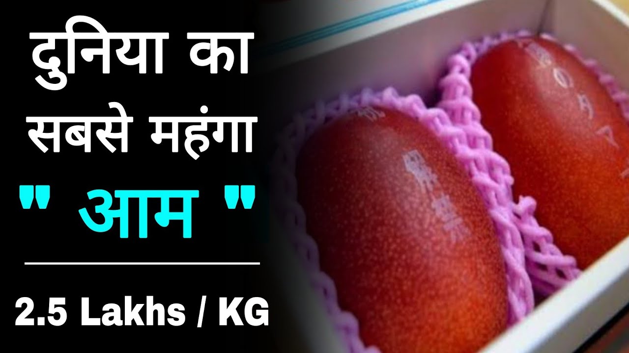 Duniya ka sabse mahanga Aam 🥭 #shorts | Most Expensive Miyazaki Mango ...