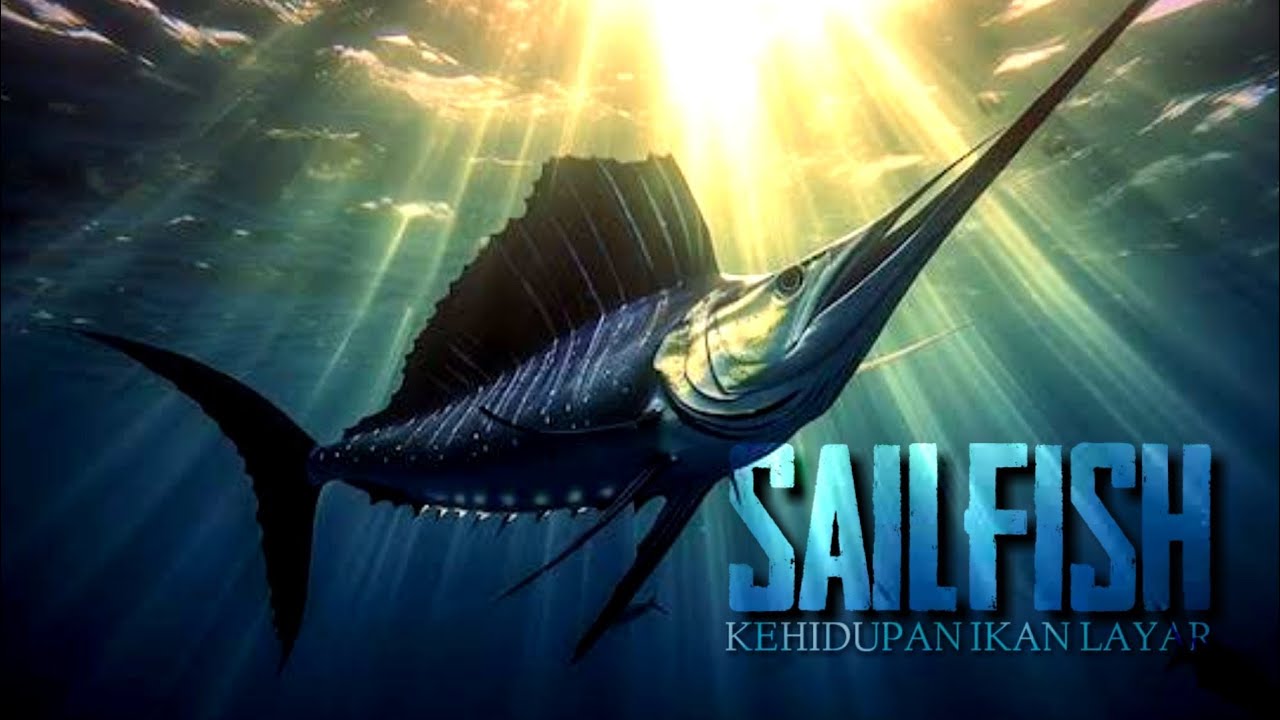 Inilah Kehidupan Ikan Tercepat Dan Terkeren di Lautan - Ikan Layar # ...