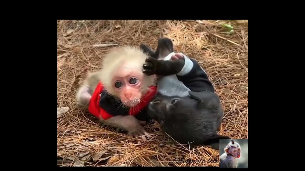Monkey and Dog Best Friends | Monkey and Dog love | funny videos - YouTube