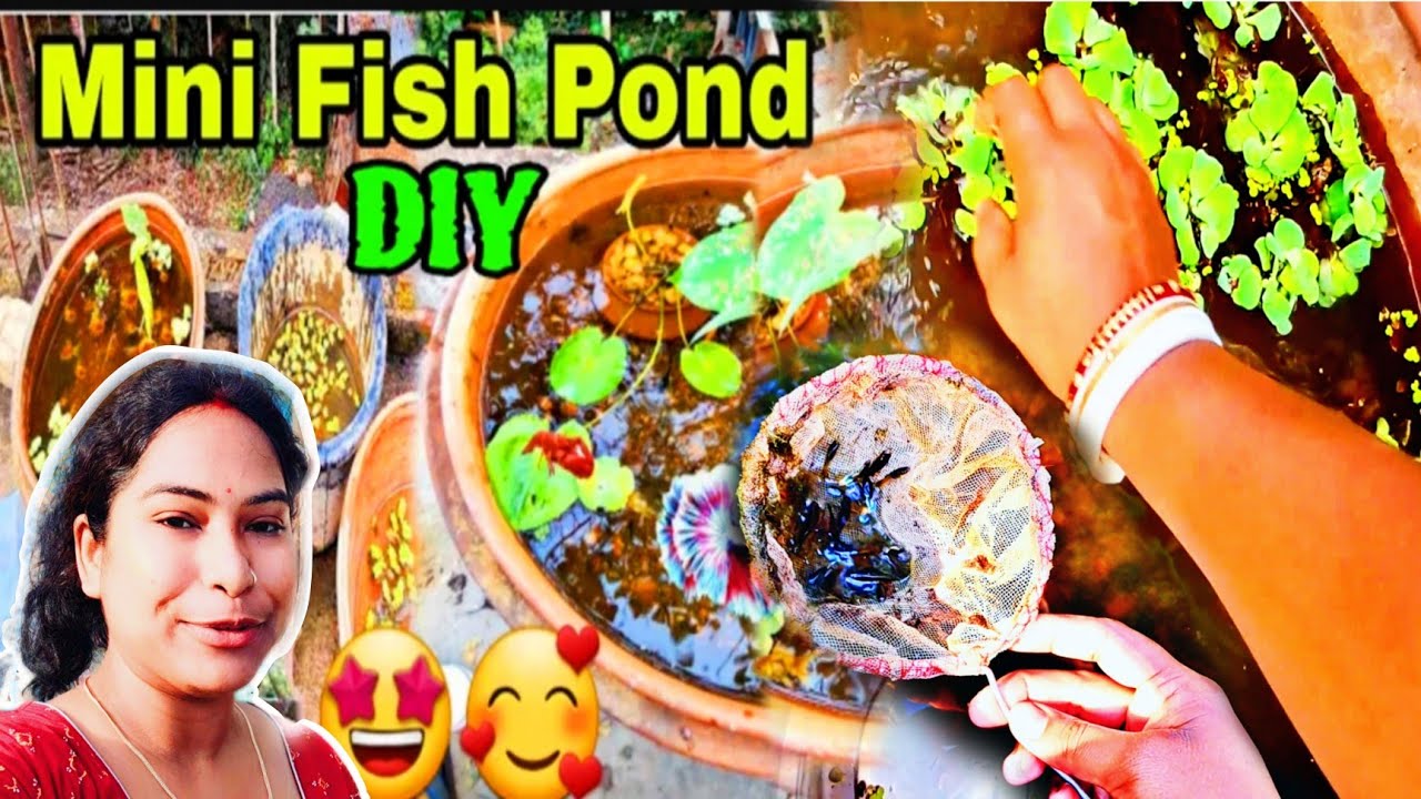 500 কোটি গাপ্পি মাছ মিনি পন্ডে🤩🤩 || How to Make Mini Fish Pond? | DIY ...