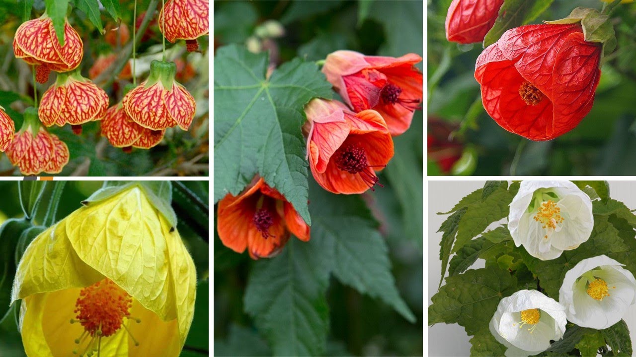 24H 8AM to 12PM 4H. Daily routine with flowers in the forest - YouTube