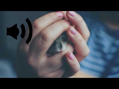 bruit de souris pour attirer un chat