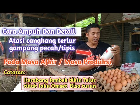 Cara Baru Atasi cangkang/ kerabang terlur gampang pecah/tipis