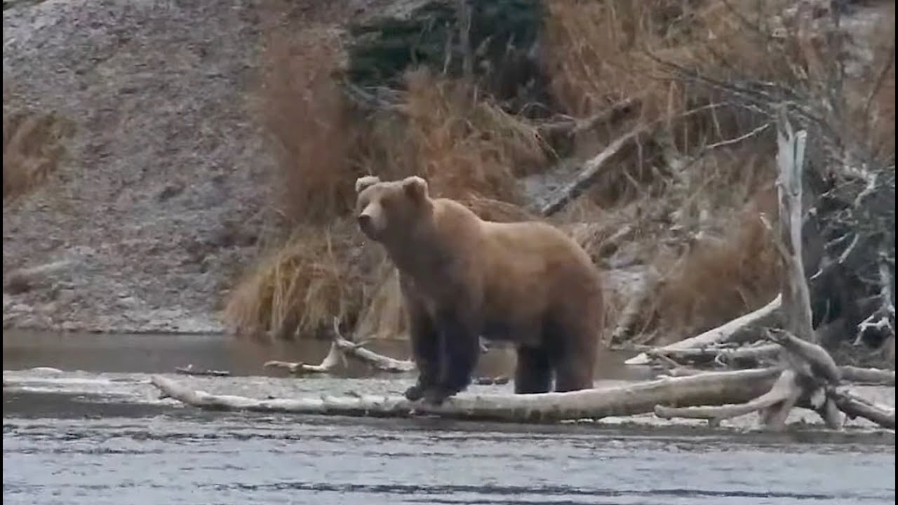 05 Nov 2023: 230 Ben and dark sub (explore.org) - YouTube