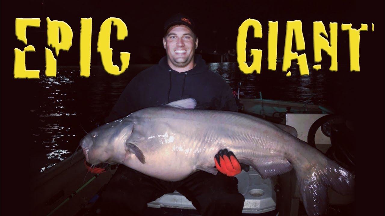 Epic Giant 80 Pound Catfish - YouTube