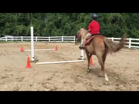 Sammy learning to ride over ground poles - YouTube