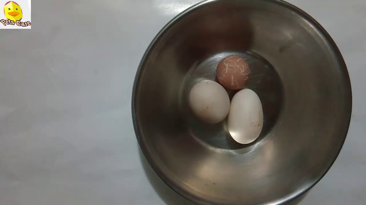 Worlds Smallest Bird Egg