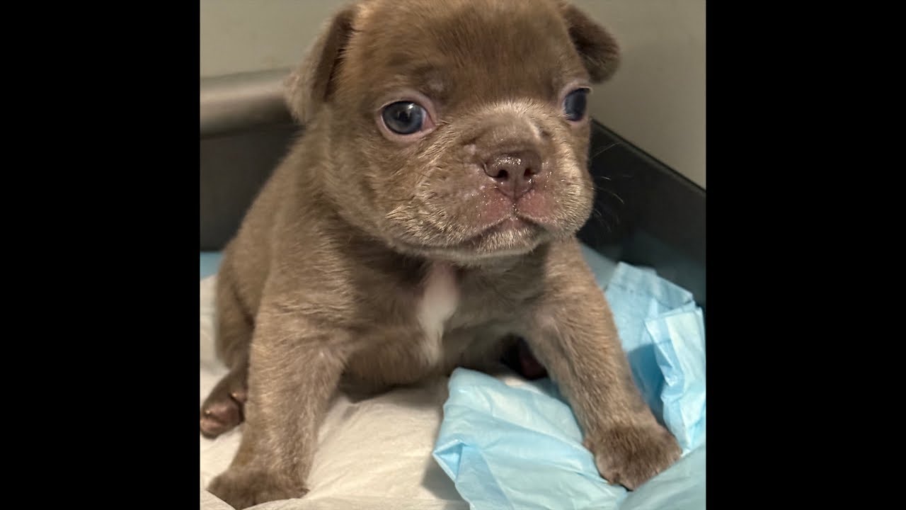4 Week Old Frenchie Puppies! Our Rescue Litter! Growing & Growling # ...