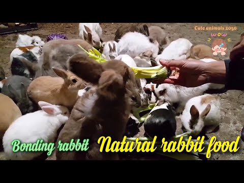 Natural rabbit food // Bonding rabbit // Cute animals 2050 - YouTube