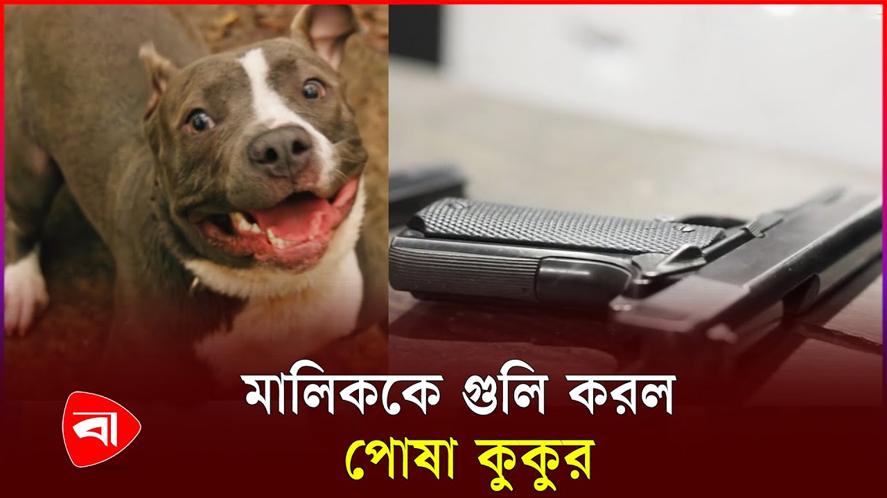 পোষা কুকুরের গু*লি*তে আ*হ*ত হলেন মালিক | News | Pet dog | Protidiner ...