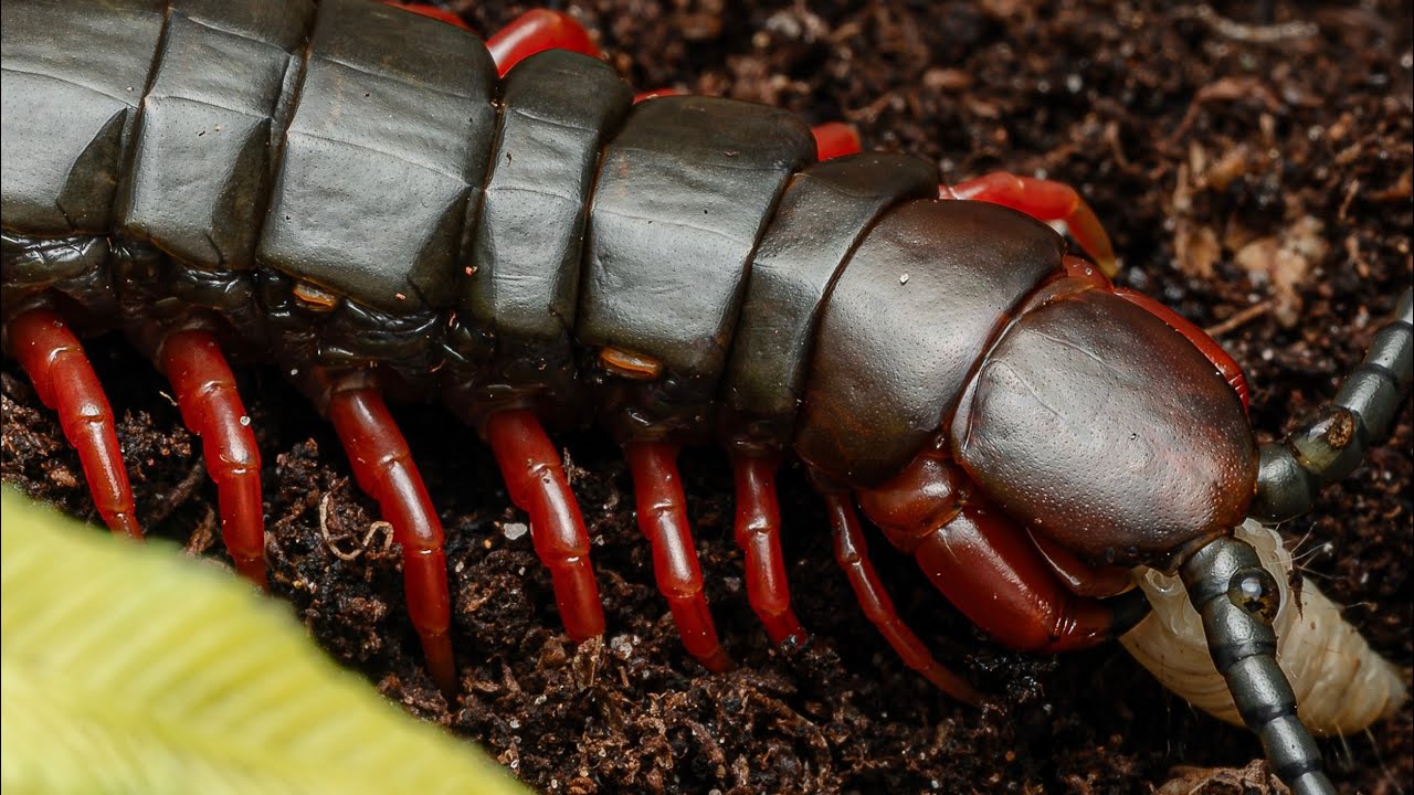 Cormocephalus nitidus feeding. Stunning little centipede. - YouTube