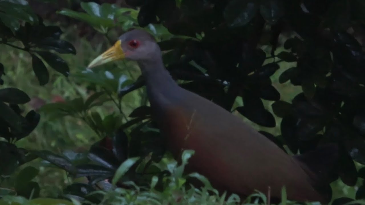 Grey-necked Wood-Rail, Birds of Costa Rica - YouTube