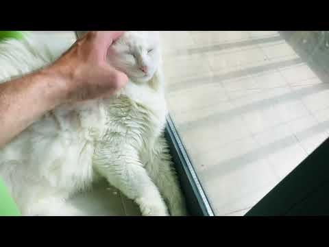😻 Deaf White CAT gets woken with a Head Rub 😻 - Fluffy Cat - Black CAT White CAT - Cute Cats