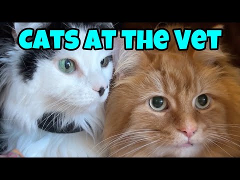 My Cats at The Vet - YouTube