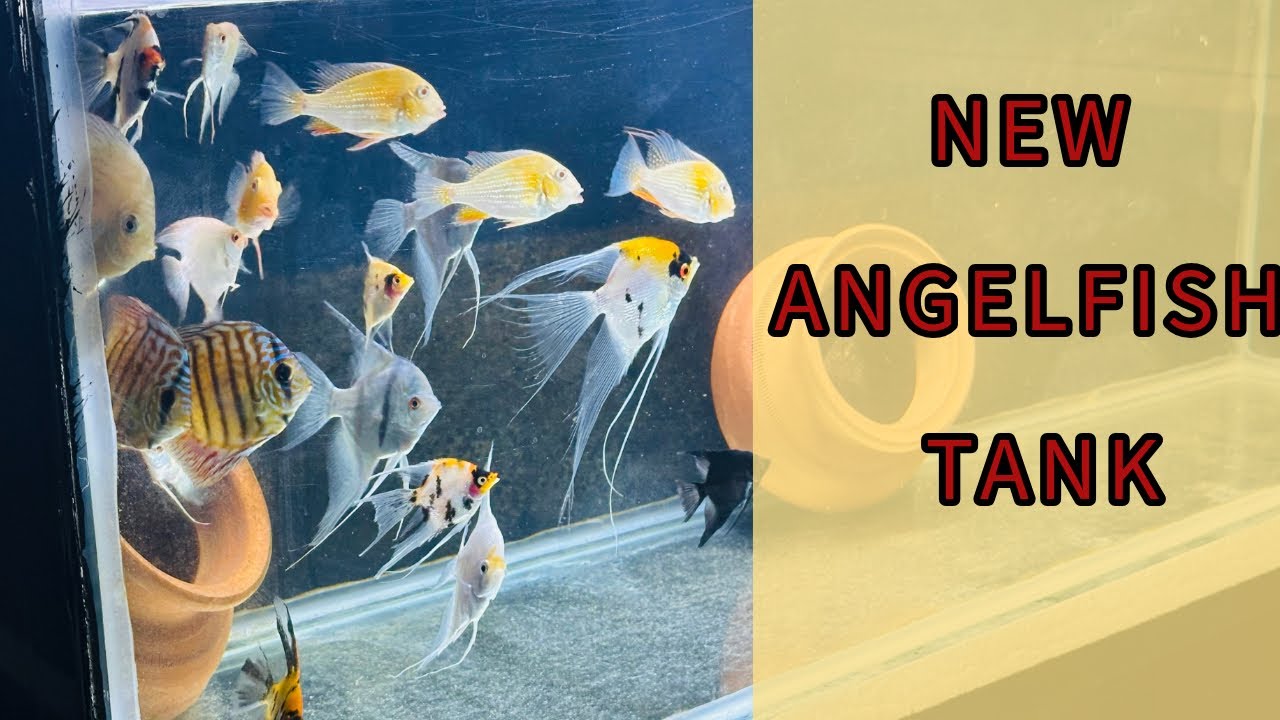 Angelfish Tank Setup | Angelfish And Discus Aquarium | New Aquarium ...