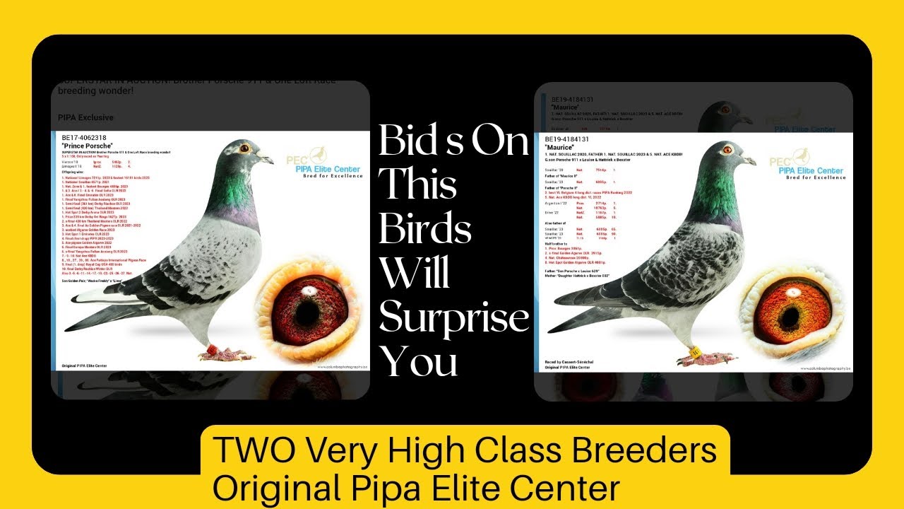 Two Very High Quality Breeder Racing Pigeons From Pipa Elite Center Now ...