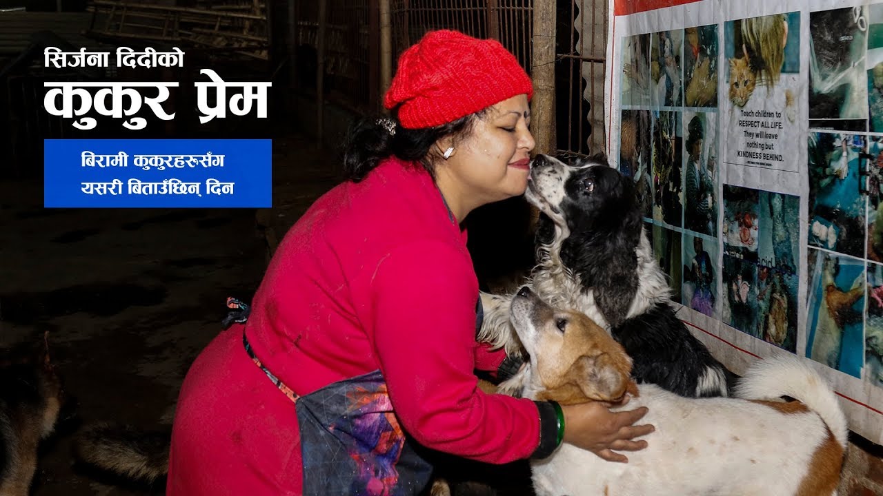 घरनै बेचेर अशत्त कुकुरहरु सम्हाल्दै सृजना दिदी | Srijana Shahi Thakuri ...
