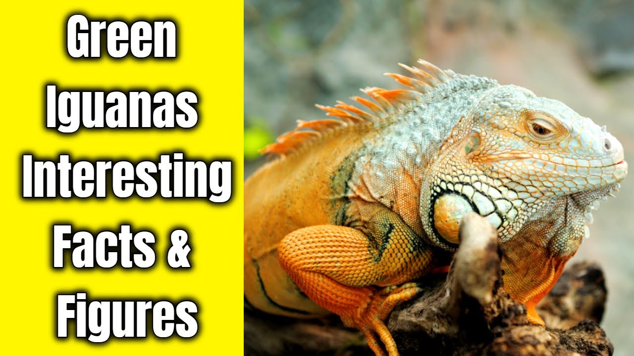 Green Iguanas Interesting Facts | Green Iguanas Interesting Facts ...