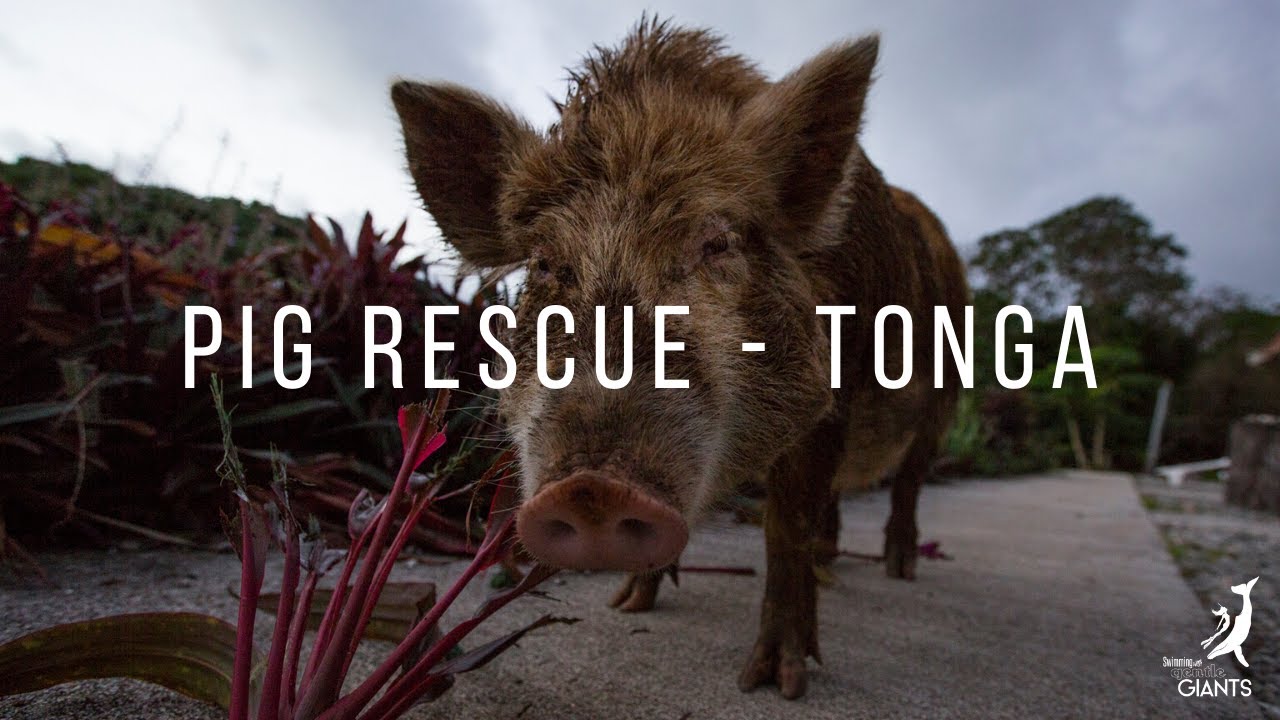 A Swine's Tale: Rescuing Pigs in Tonga - YouTube