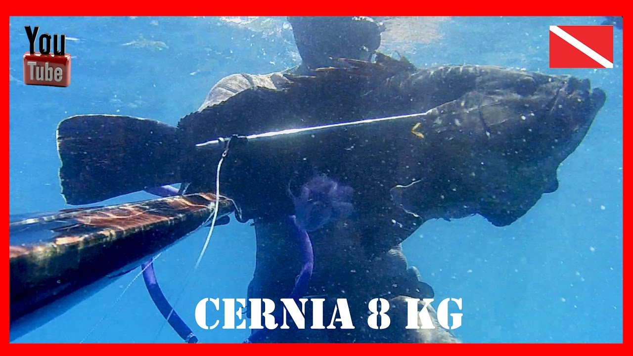 Pesca Sub - Cernia 8 kg all'agguato - Antonino Pellegrino - Caça ...
