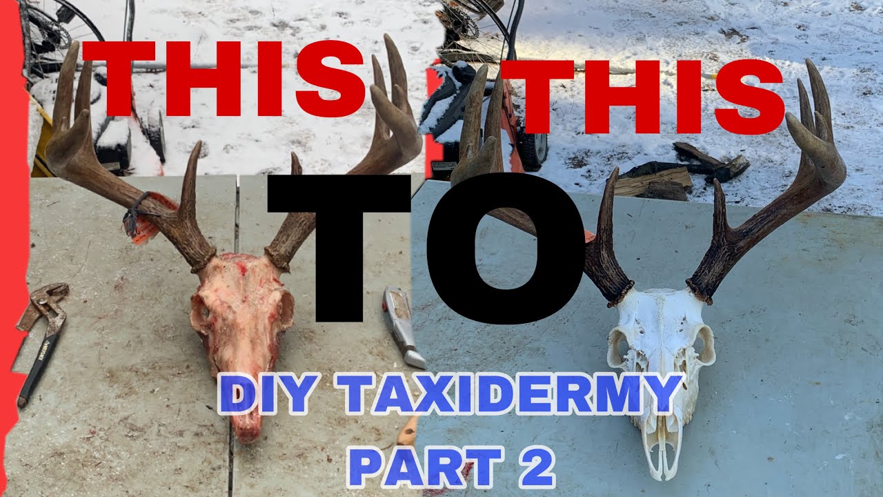HOW TO DO A EUROPEAN MOUNT| DIY TAXIDERMY PART 2!! - YouTube