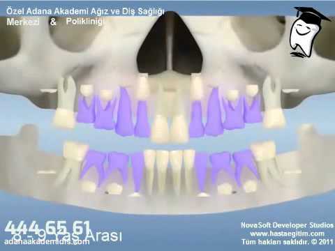 29 Dişlerin sürme sırası