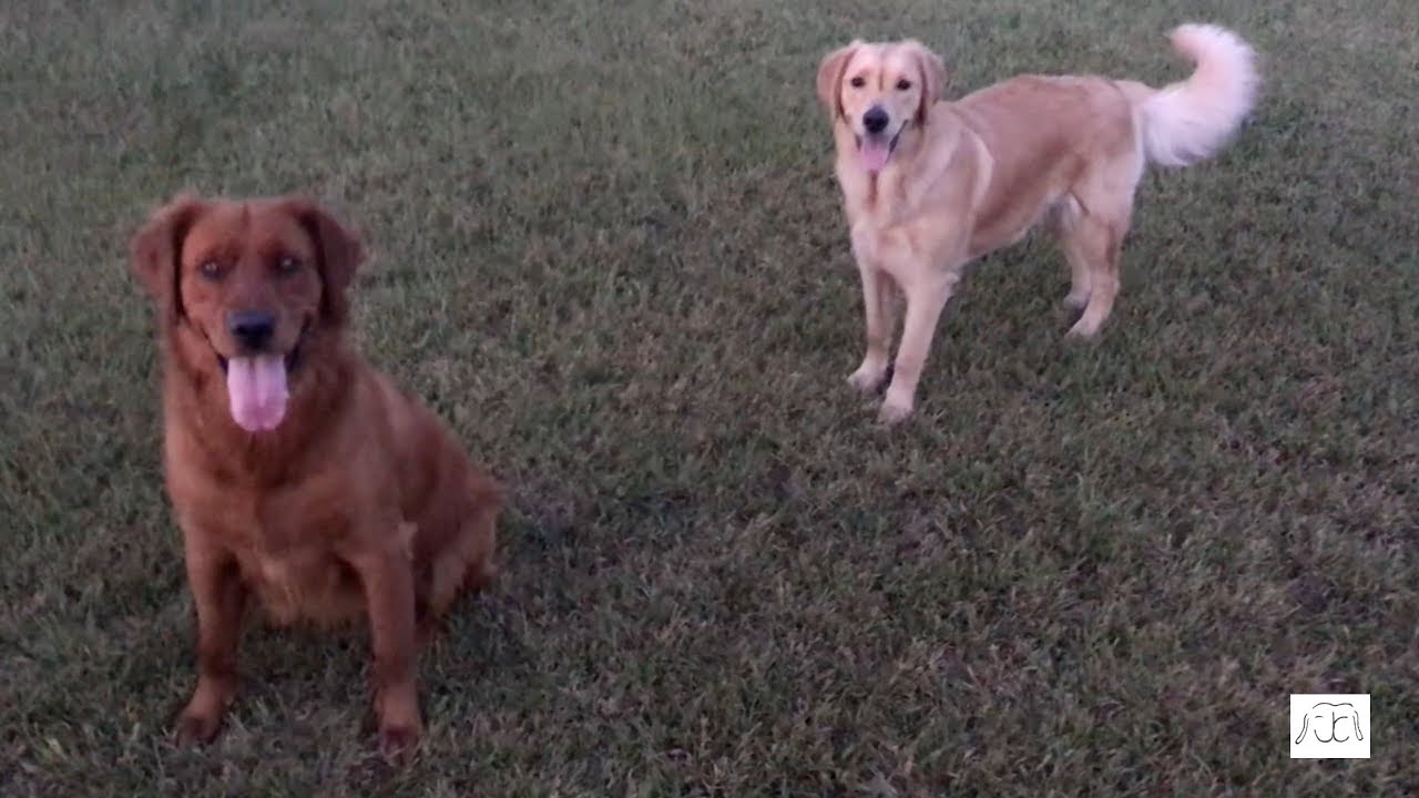 iHeartDogs' Wunderball play - YouTube