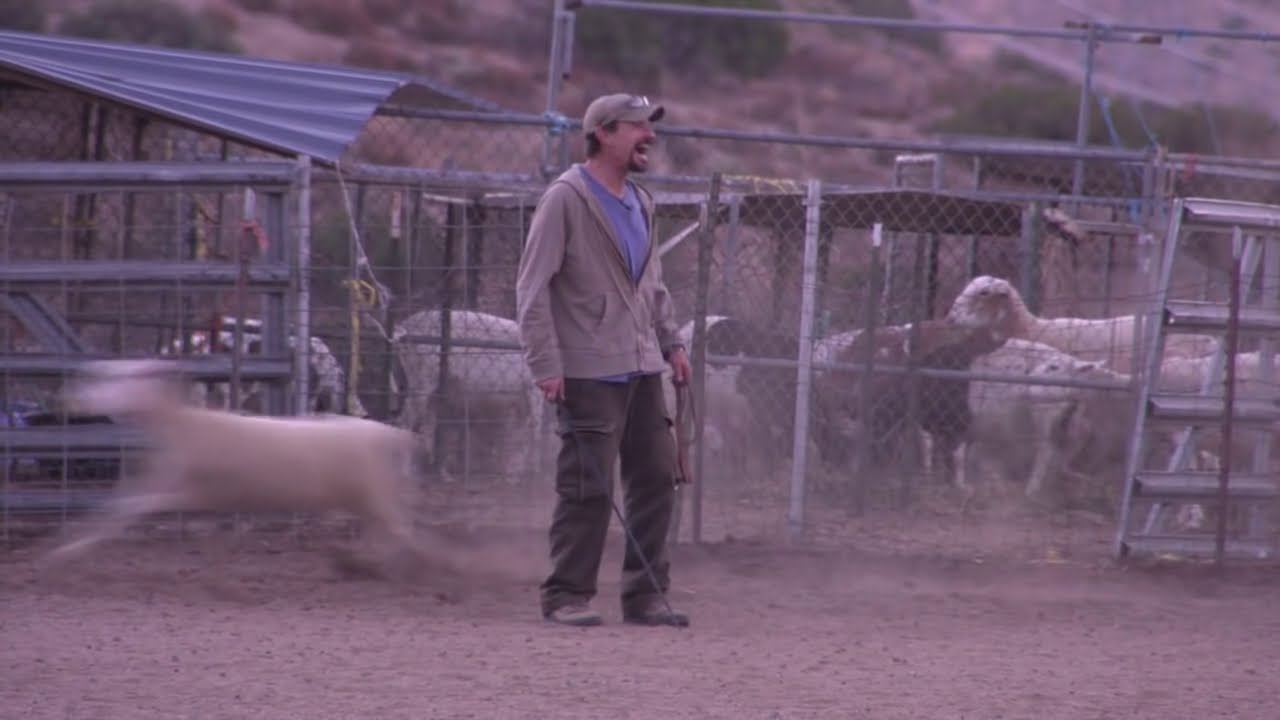 David Lee Roth Rocks the Flock with Herding Dogs - YouTube