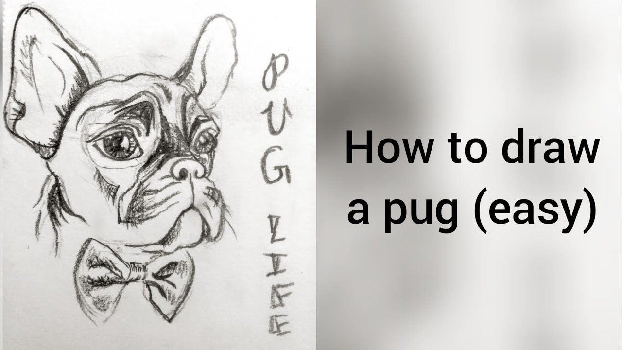How to draw a dog (pug) easy - YouTube