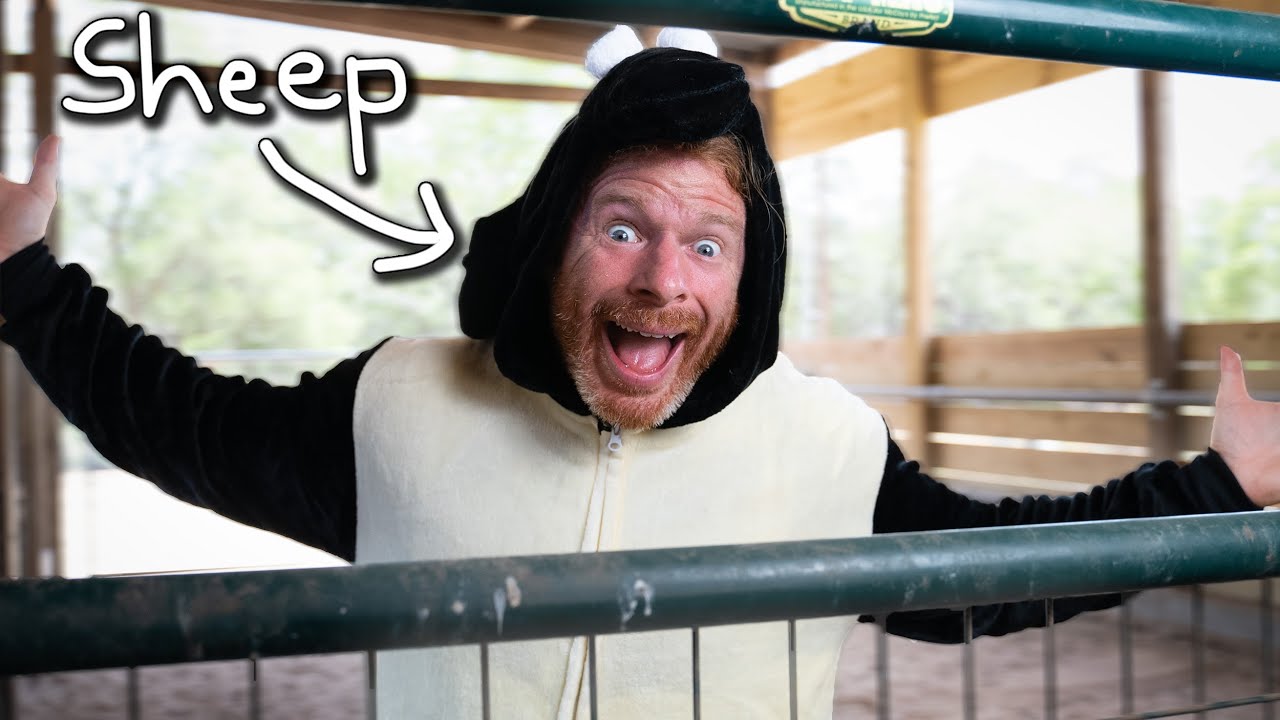 What It's Like Being a Sheep! - YouTube