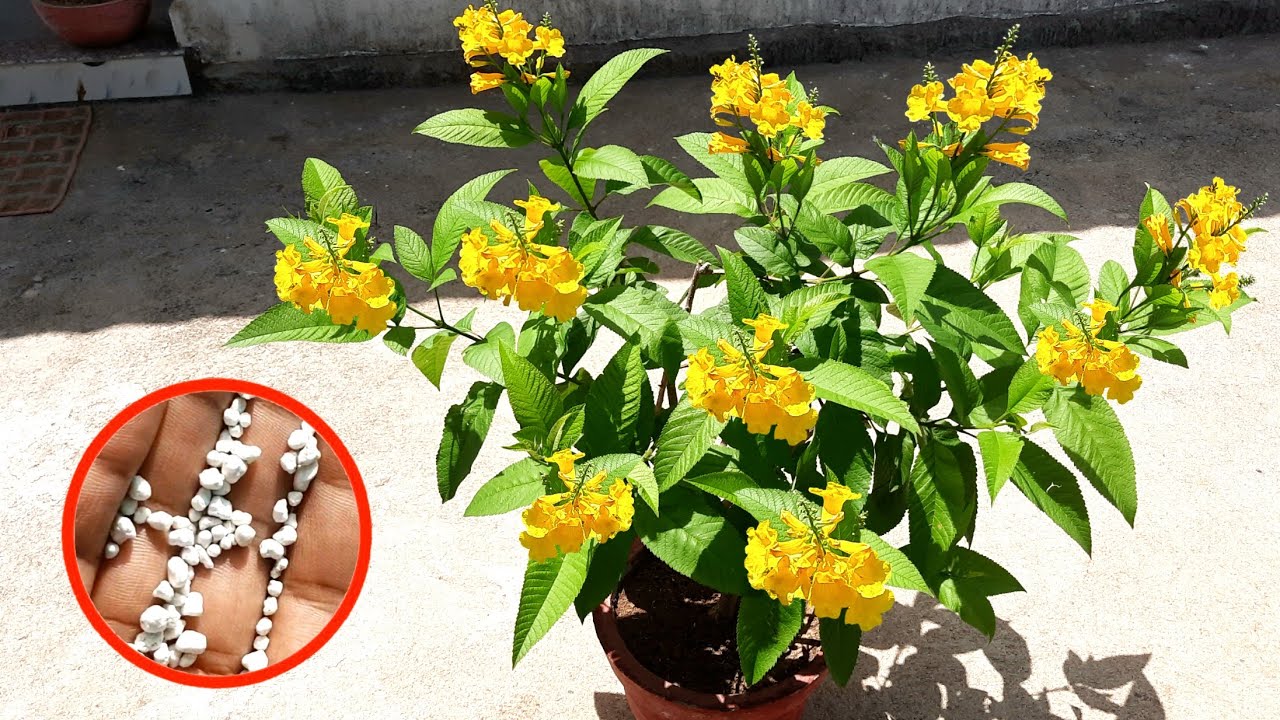 fertilizer for ticoma flower plant | how to prepare of ticoma plant for ...