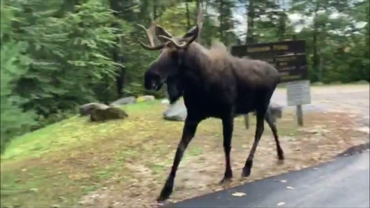 Giant Moose On Road