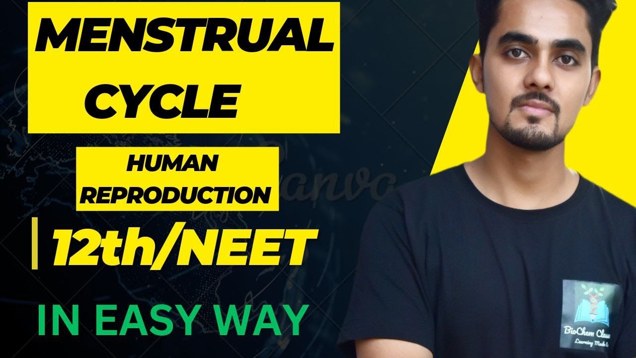 Menstrual Cycle !! Female Reproductive System !! Human Reproduction ...