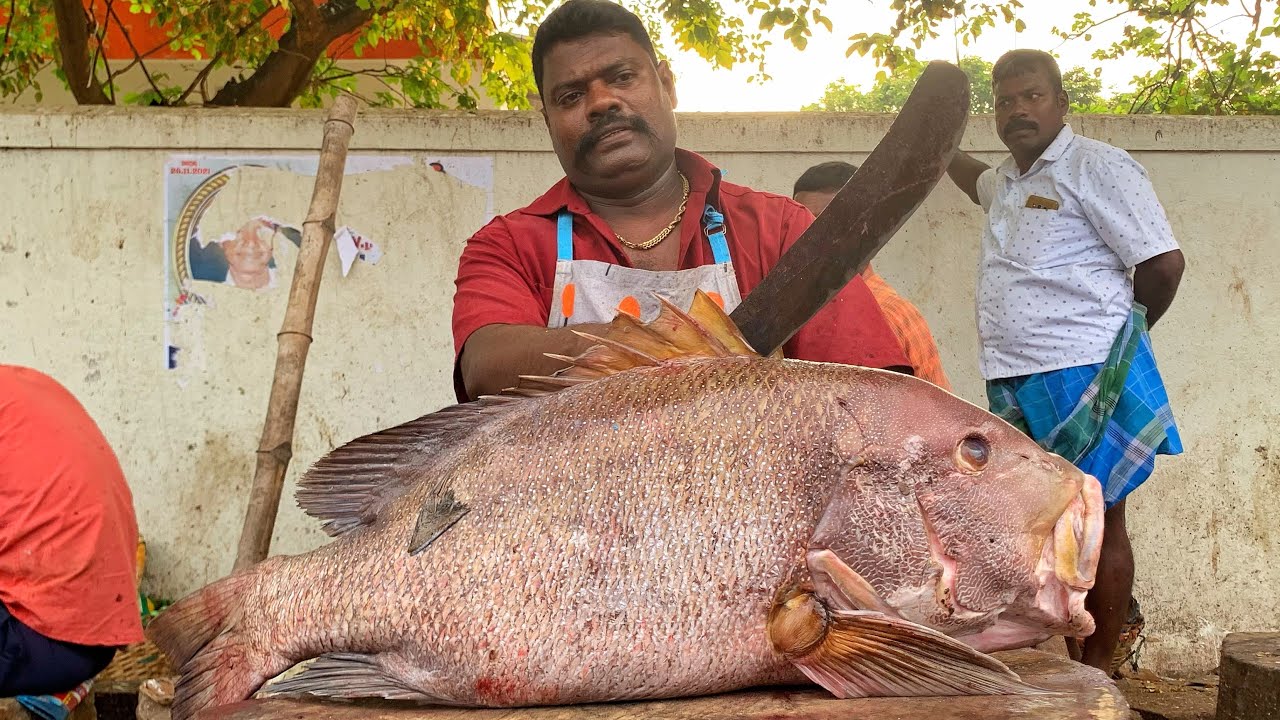 KASIMEDU BULLET SPEED SELVAM🔪INCREDIBLE SPEED KORALI FISH KNOCKOUT🔪 ...