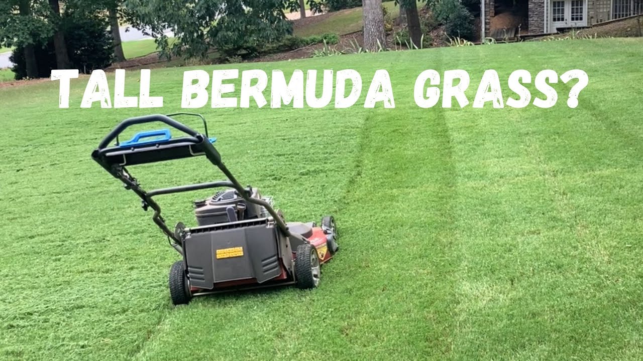Mowing Bermuda Grass Tall Once Per Week - Real Homeowner Lawncare ...