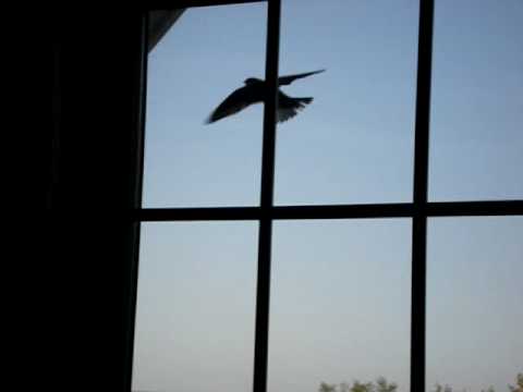 Dumb Bird Hitting Window - YouTube