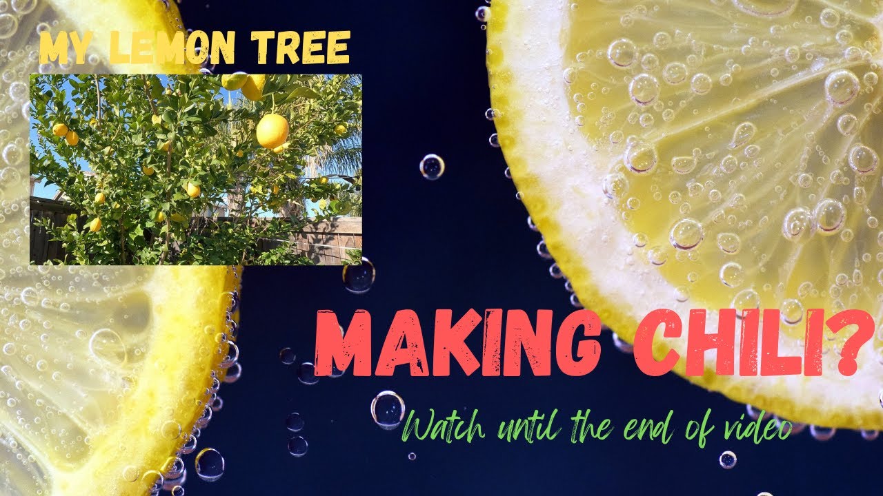 VLOG #25 My Lemon tree. - YouTube