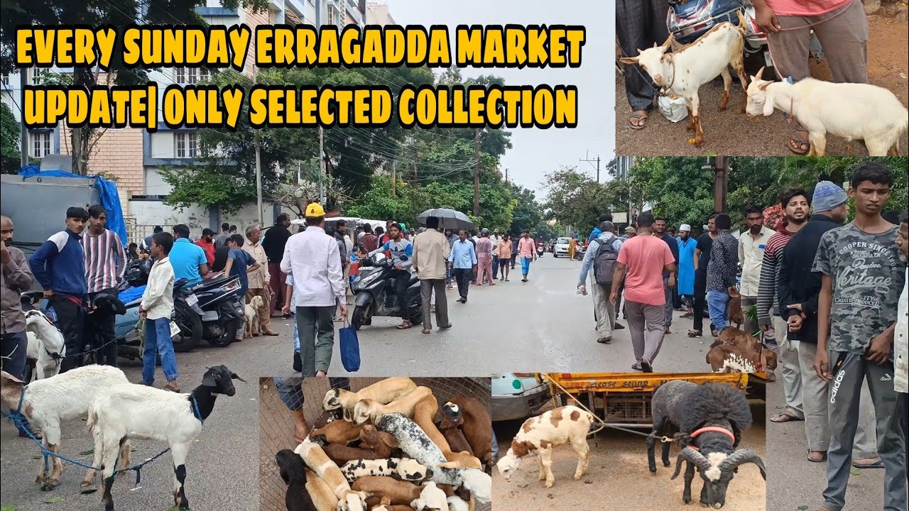 | EVERY SUNDAY ERRAGADDA MARKET UPDATE| ONLY SELECTED COLLECTION ...