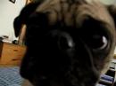 Evil pug - YouTube