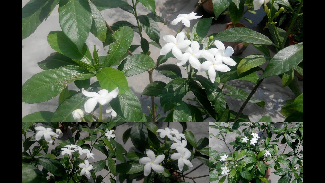 चांदनी के पौधे में ज्यादा से ज्यादा फूल पाने का तरीका// grow more ...
