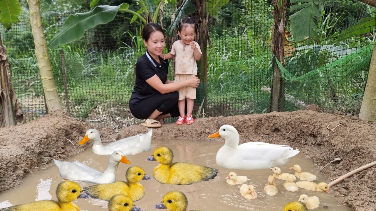 Make a pond for ducks to bathe in - Warm when mother and child cook ...