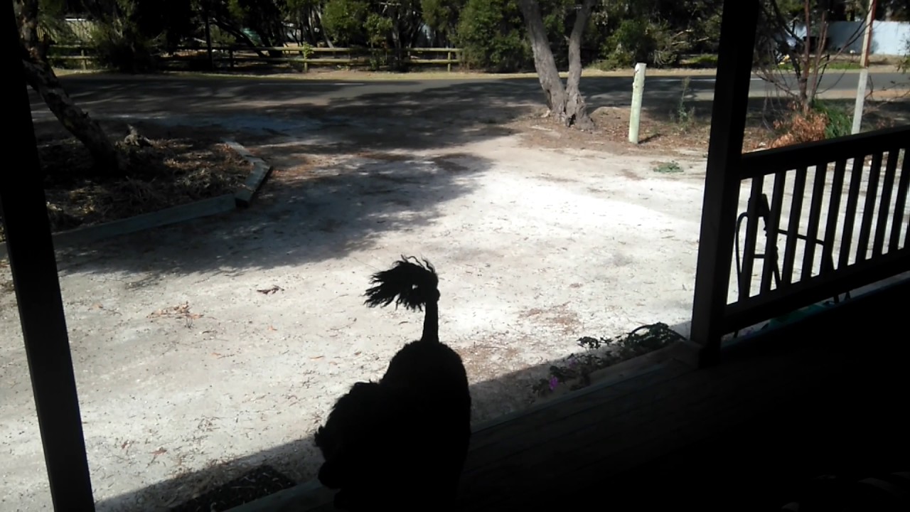 Poodle Prancing - YouTube