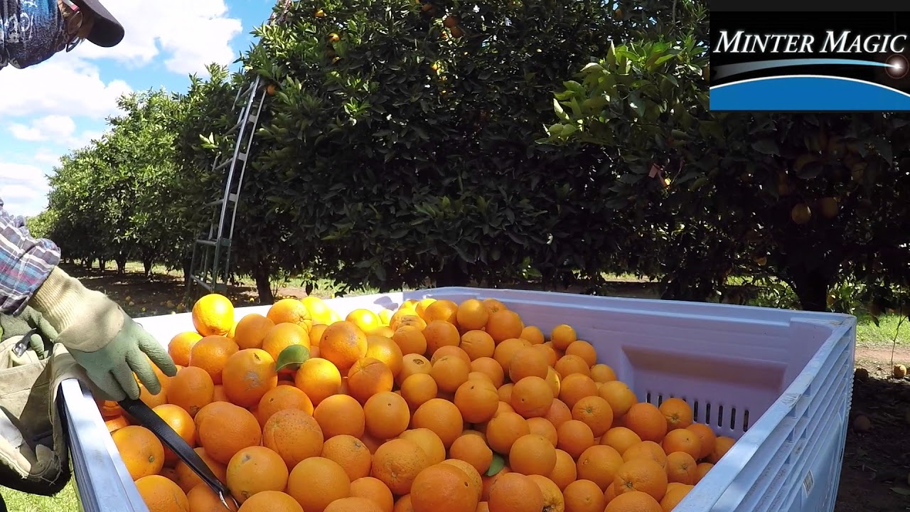 Minter Magic Citrus September 2016 - YouTube