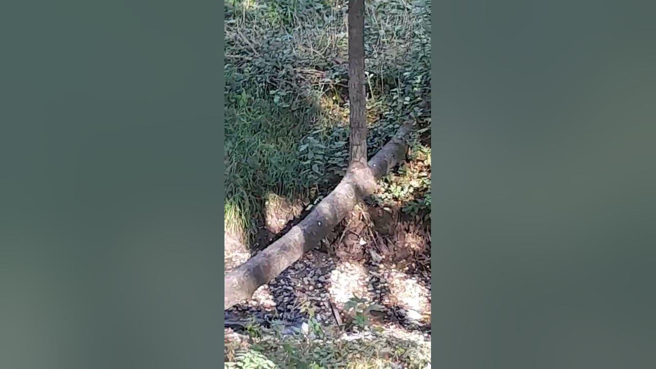 ДЕРЕВО выросло из УПАВШЕГО ДЕРЕВА - YouTube