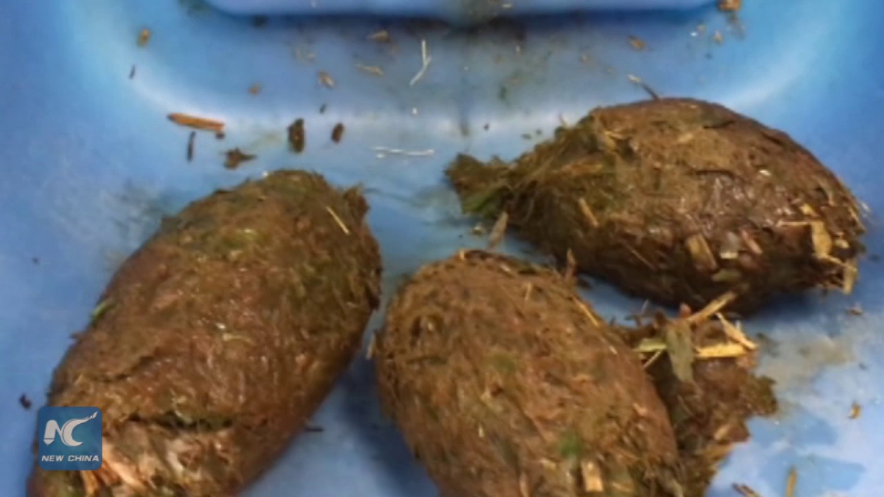 The Knowledge of Panda Feces - YouTube